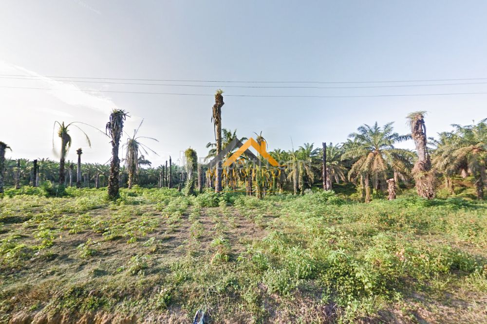 Dijual Tanah Kebun Sawit Produksi Aktif Daerah Gohor Lama - Langkat ...
